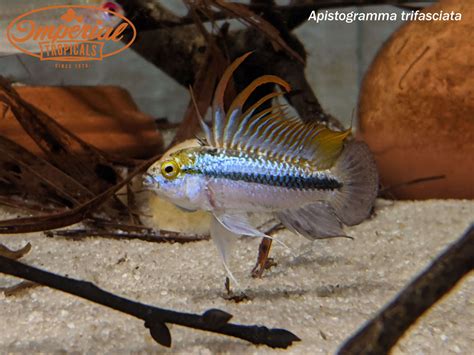 Apistogramma Trifasciata Imperial Tropicals