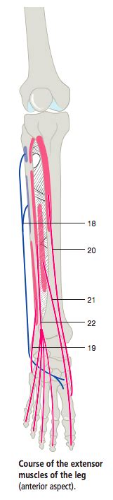 Course Leg Extensor Anterior View Diagram Quizlet
