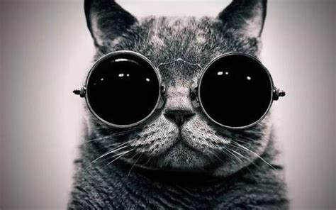 小奶猫性别傻傻分不清？只需4招，教你分辨小公猫和小母猫 哔哩哔哩
