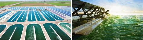 Dic Strengthens Environmental Investments Into Outdoor Mass Algae Cultivation Facilities