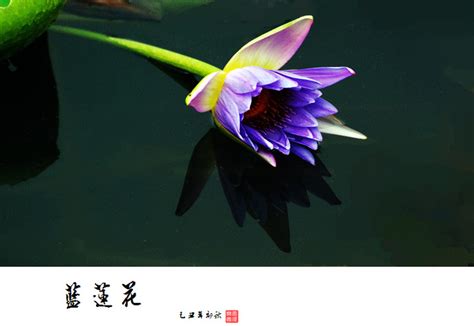 蓝莲花摄影图片华南植物园生态摄影 太平洋电脑网摄影部落