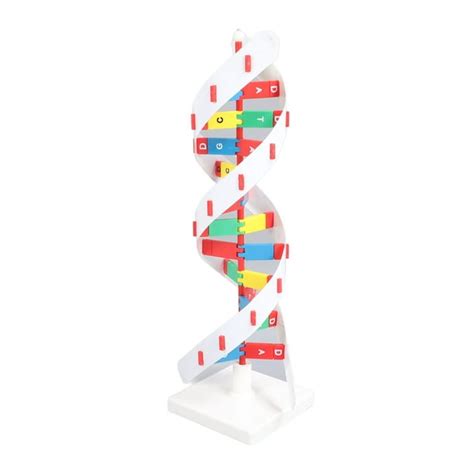 Dna Model Kit Human Dna Model Toy Detachable Double Spiral Clear