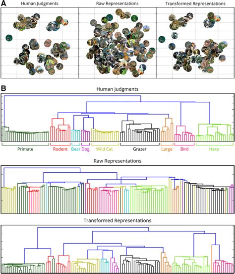 Transforming Cnn Representations Using Similarity Judgments A Download Scientific Diagram