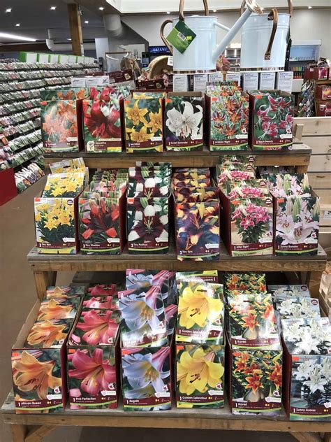 How To Plant Lily Bulbs Uncover The Secrets For Stunning Blooms