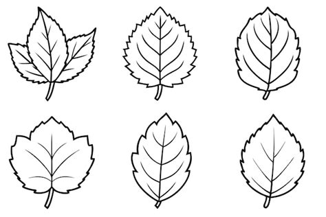 Premium Vector Beech Leaf Line Art Artistic Representation Of Beech Leaf Beauty