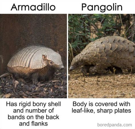 The Differences Between Similar Things Twblowmymind