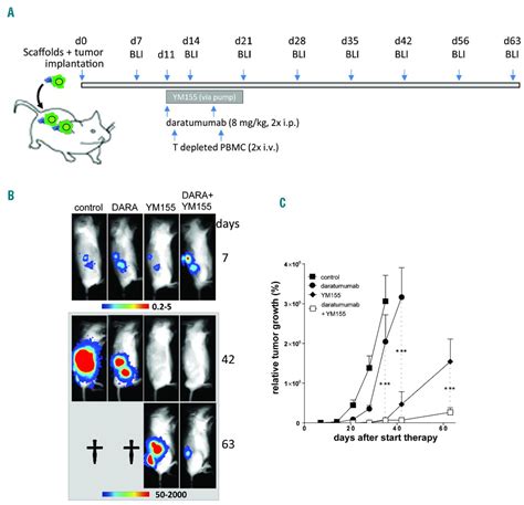 Sepantronium Bromide Ym155 Improves Daratumumab Mediated Cellular