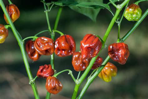 Chile Blanco Capsicum Annuum Variedad De Chile