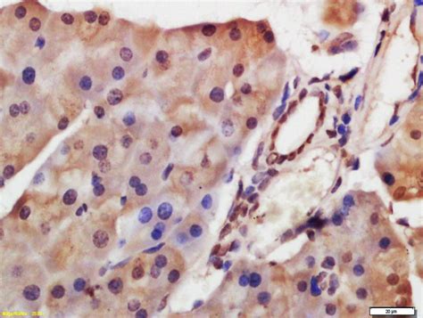 Hdac8 Polyclonal Antibody Bs 2891r