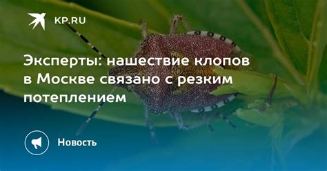Эксперты нашествие клопов в Москве связано с резким потеплением Kp Ru