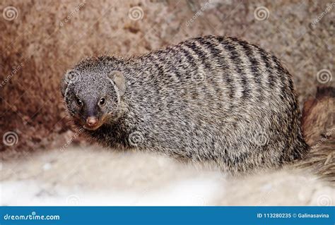 Mongoose Stock Image Image Of Gray Predator Striped 113280235