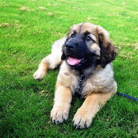 15 Photos Of Leonberger Puppies That Make Everyones Heart Melt