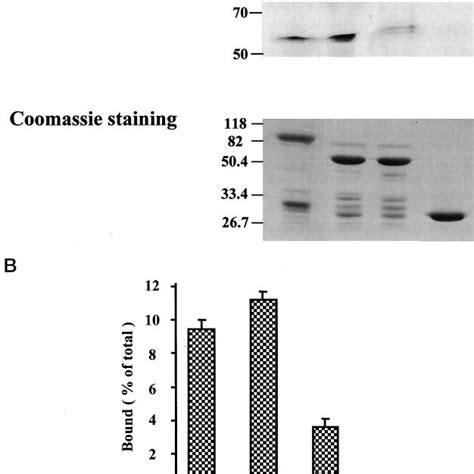 Interaction Of Carboxyl Terminal Domain Of Grk2 With Clathrin A