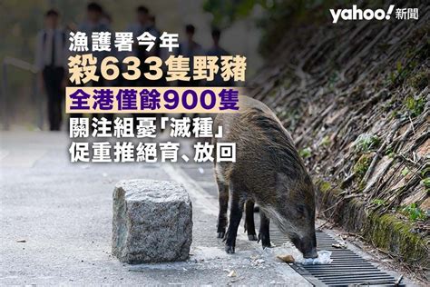 全港僅餘 900 隻野豬 政府今年殺逾 600 隻 關注組憂「滅種」促重推絕育、放回｜yahoo
