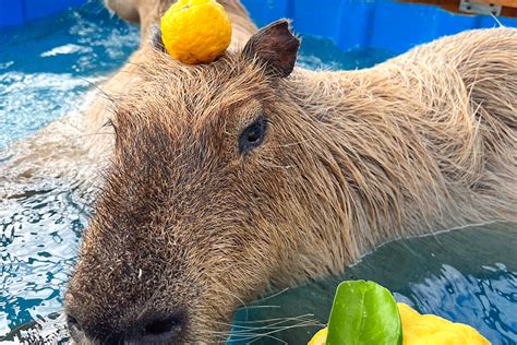 可愛くてグッとなった温泉を満喫するカピバラ大阪堺で Lmaga jp