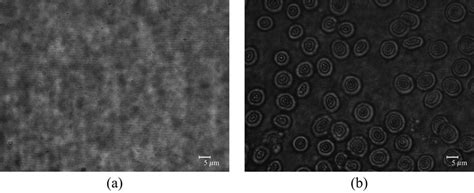Recorded Hologram Images A Reference And B Object Images