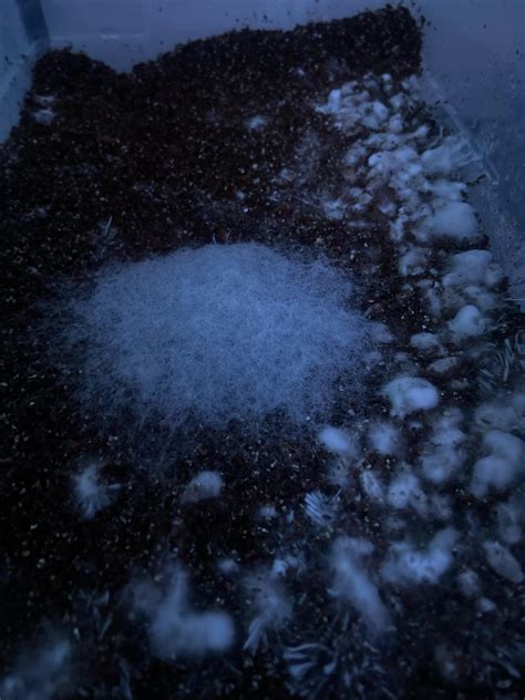 Is This Early Sign Of Trichoderma R Psilocybingrowers