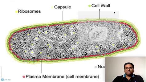 Prokaryotic Cell Nucleoid Youtube