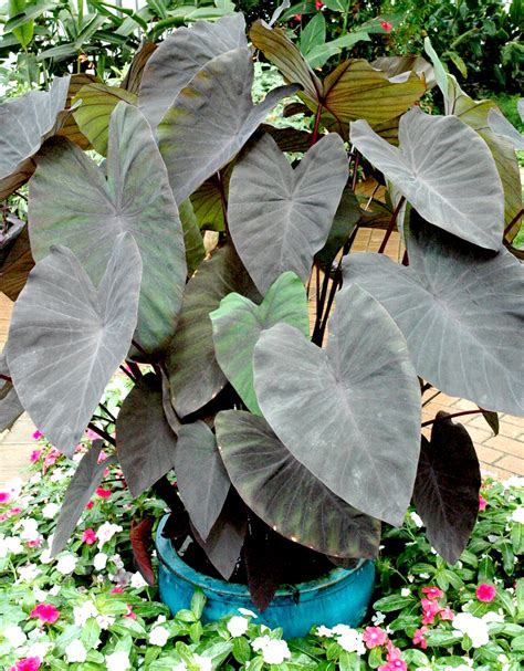 Alocasia : planter et cultiver – Ooreka