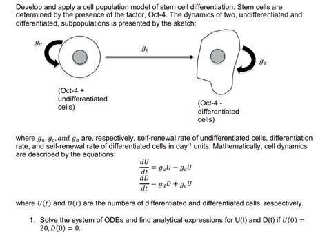 Solved Develop And Apply A Cell Population Model Of Stem