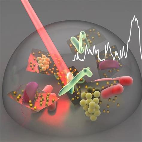 Pdf Rapid Label Free Sers Detection Of Foodborne Pathogenic Bacteria