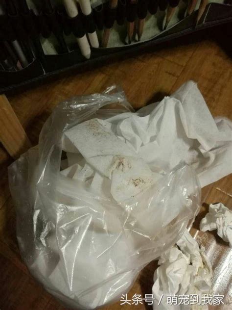 一隻被別人撿來後我領養的母的被絕育的橘貓，據說是白橘貓哦 每日頭條