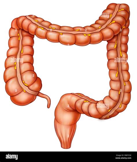 Illustration Of The Anatomy Of The Colon The Last Part Of The