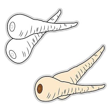 Parsnip PNG Transparent Images Free Download Vector Files Pngtree