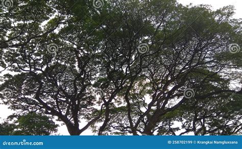 Light And Shadow Chamchuri Tree Stock Image Image Of à¸ªà¸§à¸¢ à¸¥à