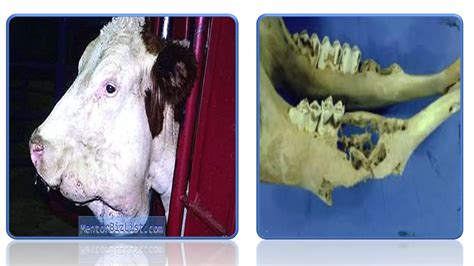 Actinomycosis Lumpy Jaw Pdf