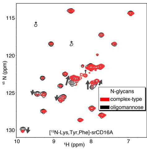 Cd16a N Glycan Composition Impacts Polypeptide Structure Select