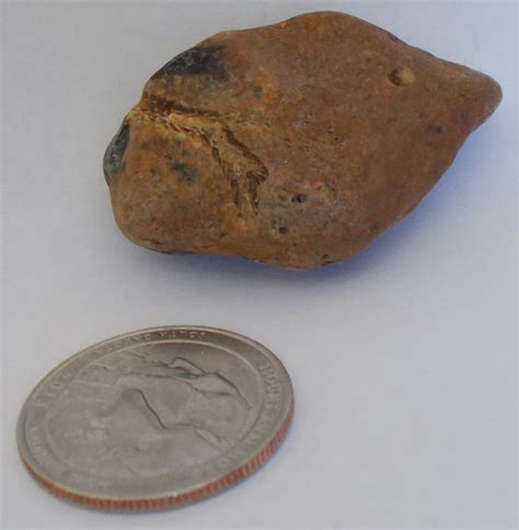 Pine Like Tiny Branch Fossil Fossil Id The Fossil Forum
