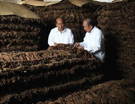 Proceso Del Tabaco En San Andrés Tuxtla Veracruz México