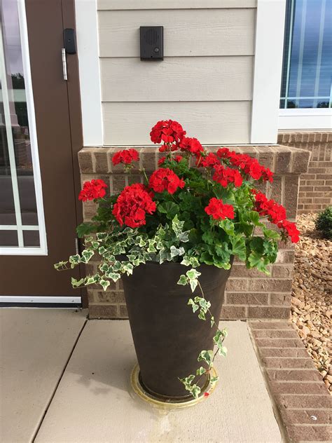 Pin By Daniela Galdino De Oliveira On Flores Garden Plant Pots