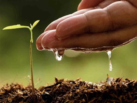 Tree Fertilization Pinellas Park Arborwise Tree Service
