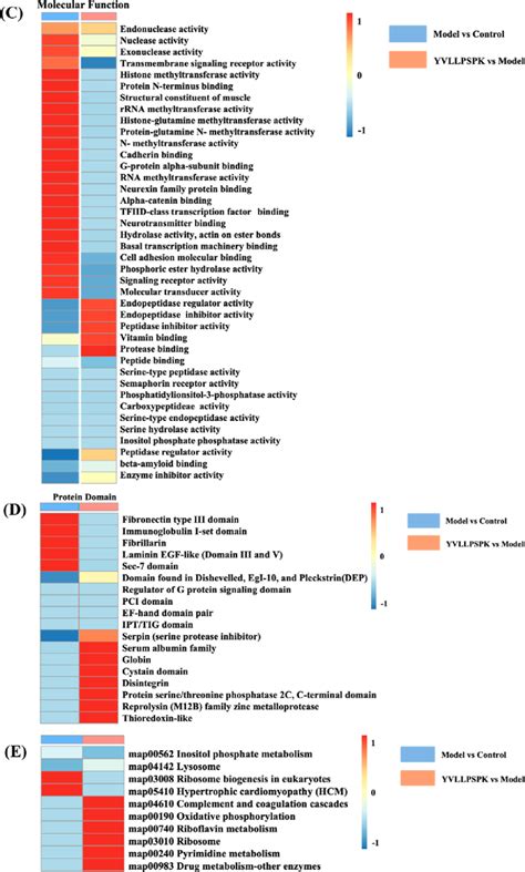 Proteomics Analysis Between The Model And Yvllpspk Group In The