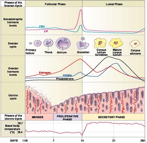 Diagram Of Female Reproductive Cycle And Hormonal Control Mi