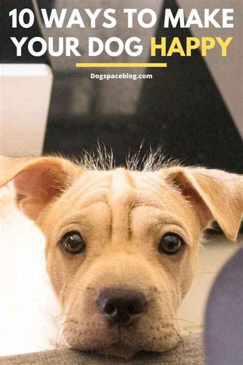 10 Ways To Make Your Dog Happy Dogspaceblog Dog Training Advice