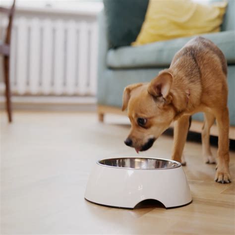 Tips For Feeding Your Dog While Traveling Dog Travel Tips