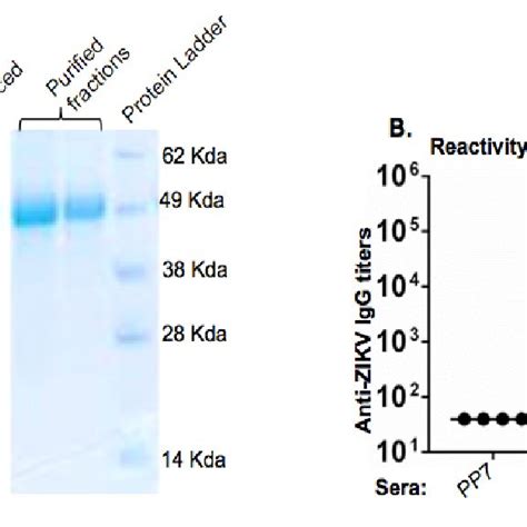 7 Focus Reduction Neutralization Test Sera Were Serially Diluted 1 8 Download Scientific