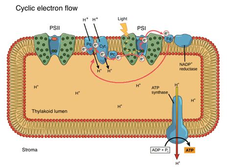 Chemical Equation For Light Independent Reaction Tessshebaylo