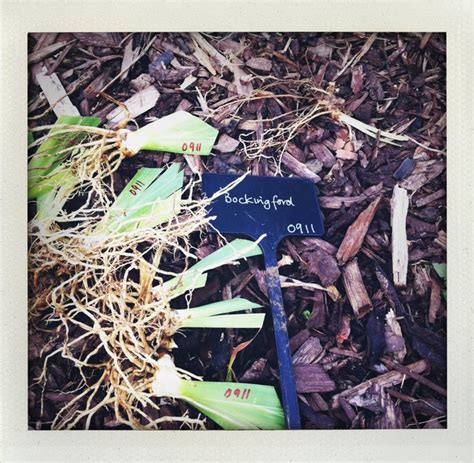 How To Propagate And Divide Bearded Iris Rosewarne Garden Designs