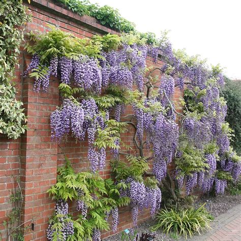 Buy Japanese Wisteria Syn Wisteria Black Dragon Wisteria Violacea