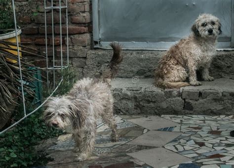 Bañando A Un Perro Raza Chapi Foto De Archivo Imagen De Exterior