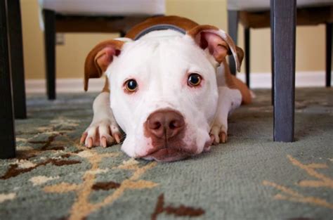 Estas son las razas de perros más peligrosas según la ley Pag
