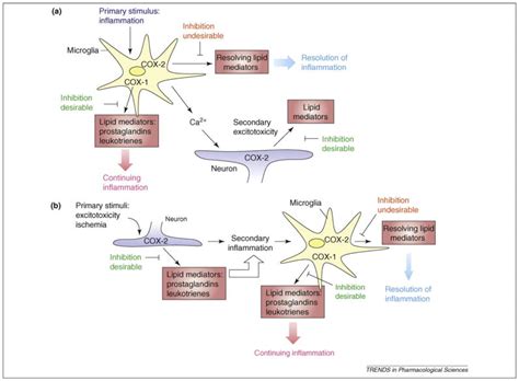 The Distinct Roles Of Cyclooxygenase 1 And 2 In Neuroinflammation Implications For