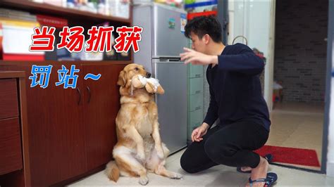 【国庆出去浪】主人斥巨资夹的娃娃，被金毛瞬间咬烂，这狗还能要？ Youtube
