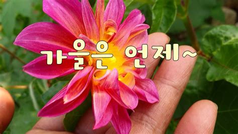 하나씩 사라지는 야생화 가을어디쯤 오고있을까요~ Youtube