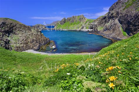 エゾカンゾウ咲く澄海岬 礼文島 北海道 203938972 の写真素材 アフロ