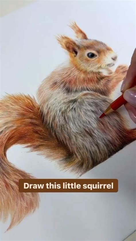 Red Squirrel Coloured Pencil Drawing Free Tutorial Over On YouTube Now Color Pencil Drawing